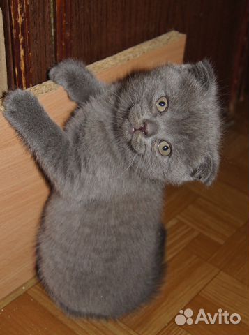 Шотландский котёнок. Девочка(скоттиш фолд)