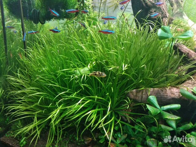 Бликса японская (Blyxa japonica)