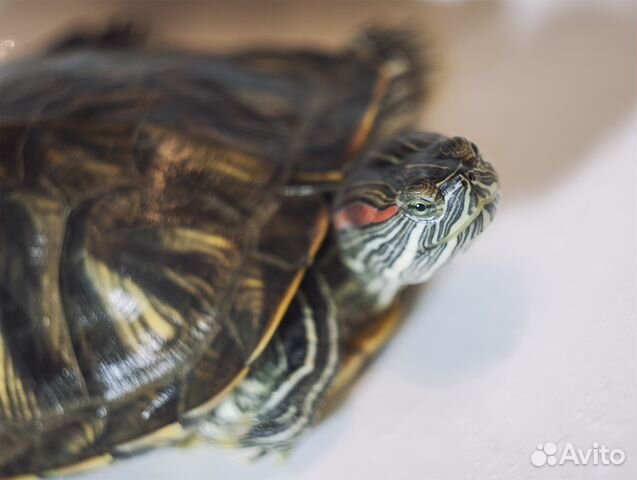 Отдам красноухую черепаху
