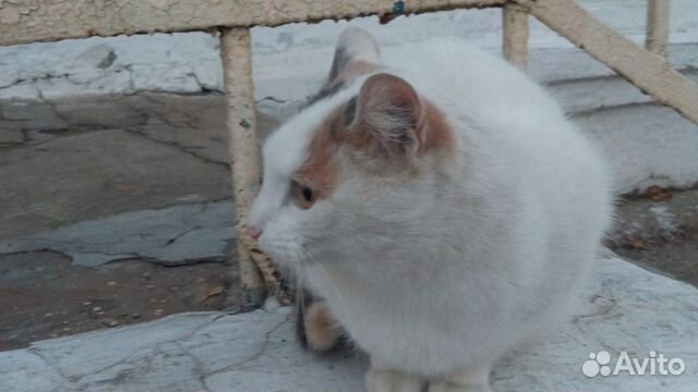 Кошка