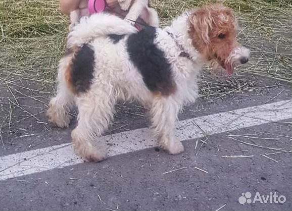 Фокстерьер в добрые руки