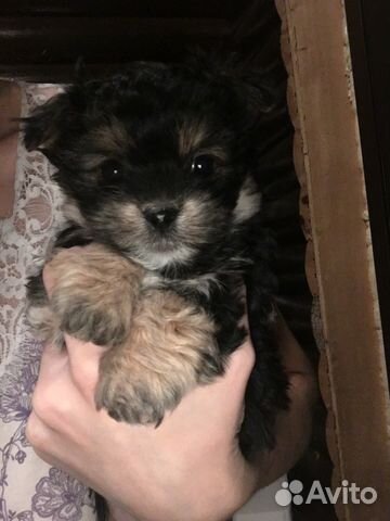 Щенки помесь чихуа и йоркширского терьера