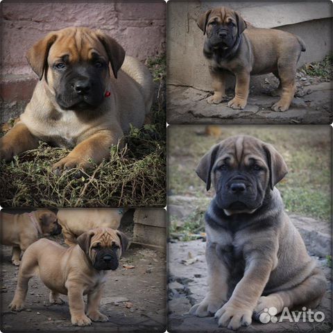 Щенки бурбуля