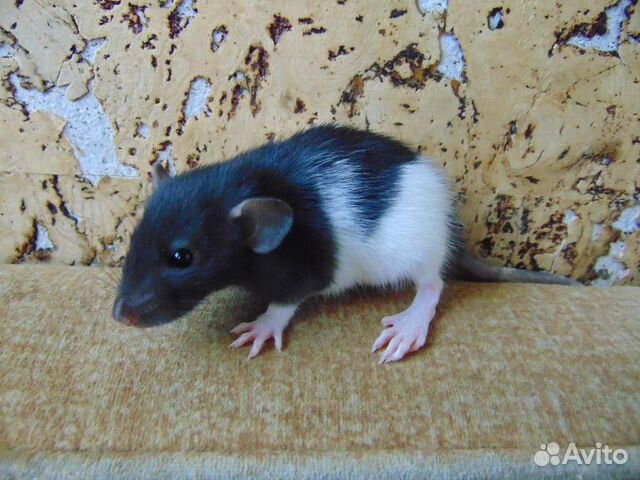 Крысы, крысята - капюшон, хаски, соболь + клетки