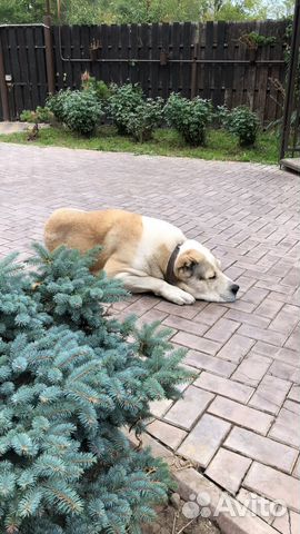 Вязка