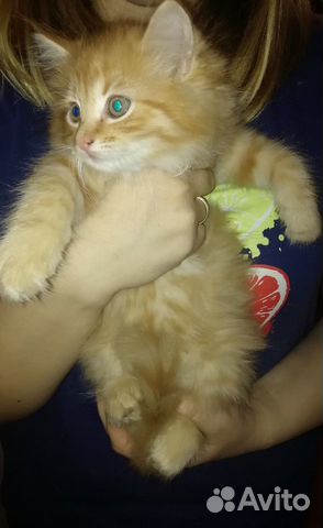 Игривые рыжики )