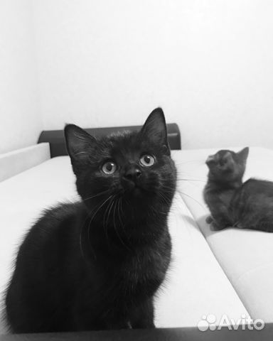 Манчкин LongLegs