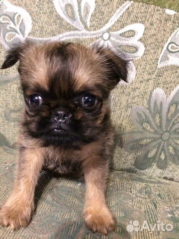 Брюссельский грифон