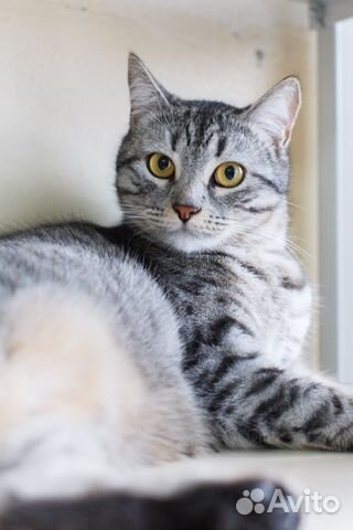 Истинная британка