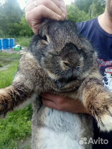 Кролики фландр