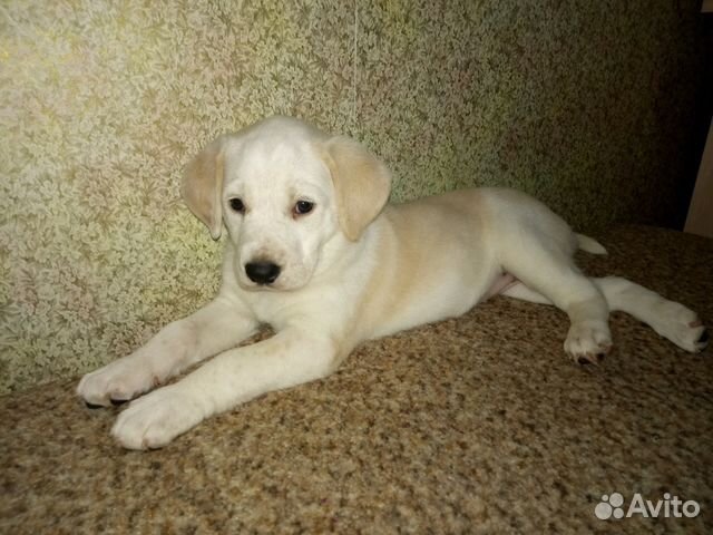 Щенок далматина