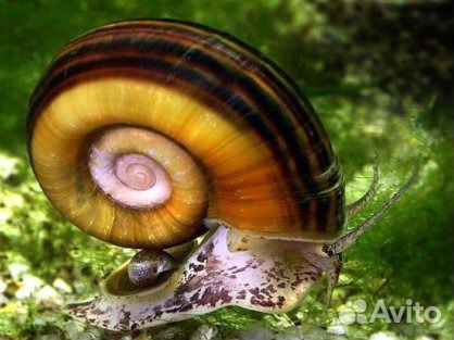 Мариза улитка