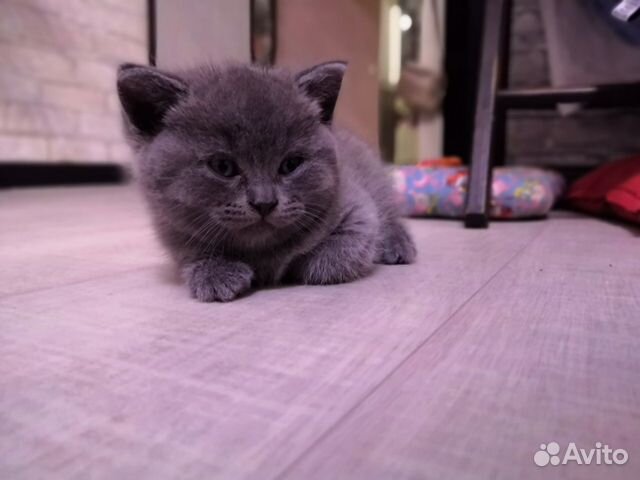 Котик 1.5 месяца