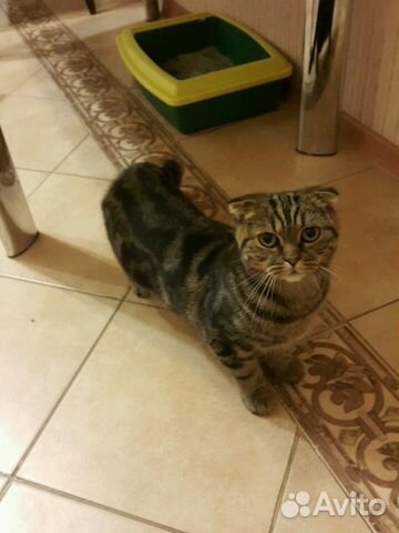 Шотландская