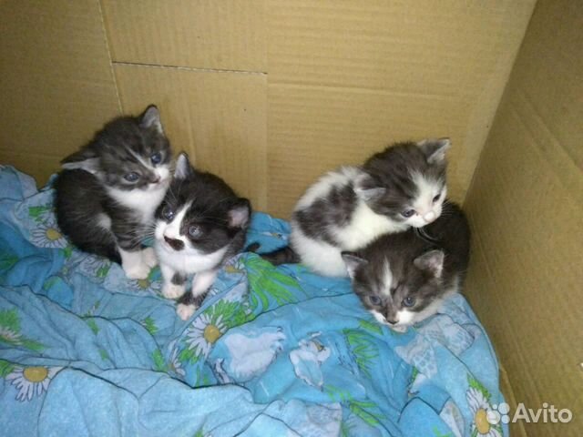Котятки от красивой кошечки,на половину британка