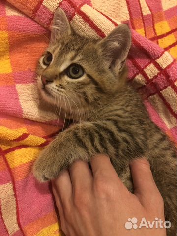 Маленький котёночек ребёночек ищет семью