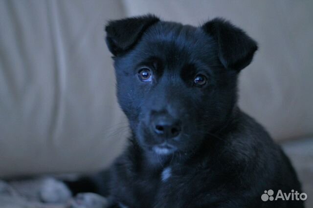Щенок 2-х месячный ищет хозяина