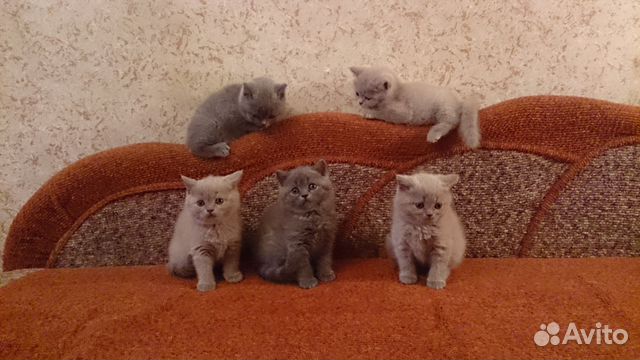 Британские котята(четыре кошки и кот)