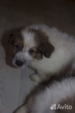 Щенок