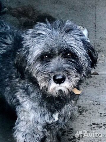 Чудесный Флаффи