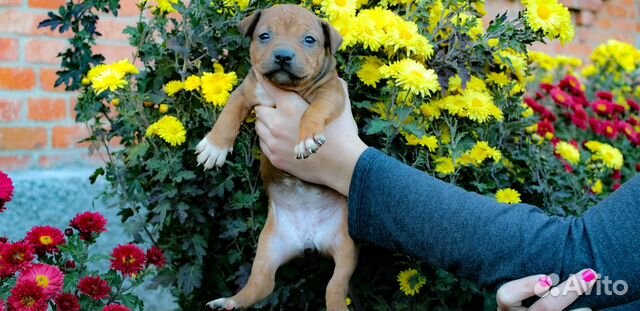 Питбуль. Щенки