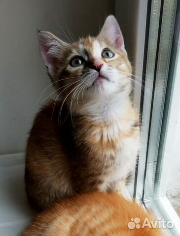 "Маленькая рысь" ищет любящую семью