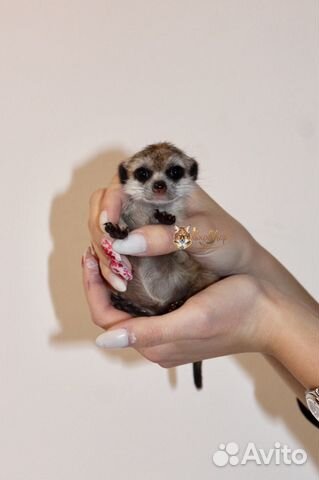 Сурикат девочка