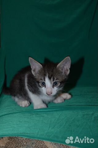 Котята от бенгальской кошки