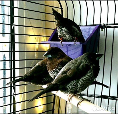 Самка японской чешуйчатой амадины