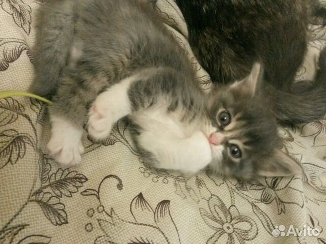 Кот