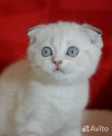 Линкс пойнт и мрамор