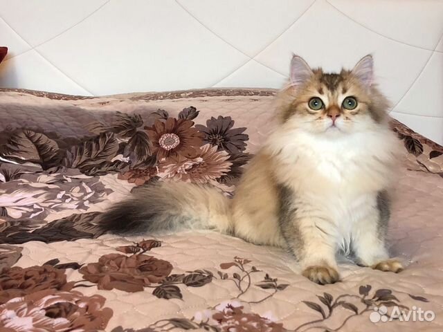 Британская золотая