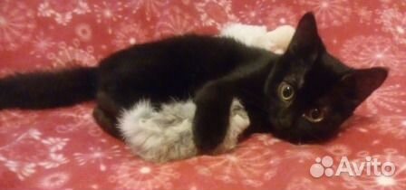 Котодевочка в добрые руки
