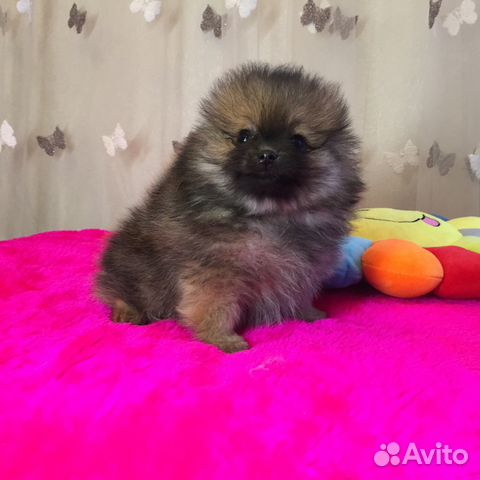 Маленькая веселушка