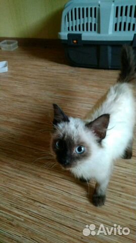 Котенок в добрые руки