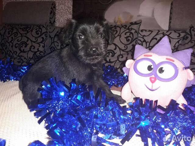 Девочка черного цвергшнауцера