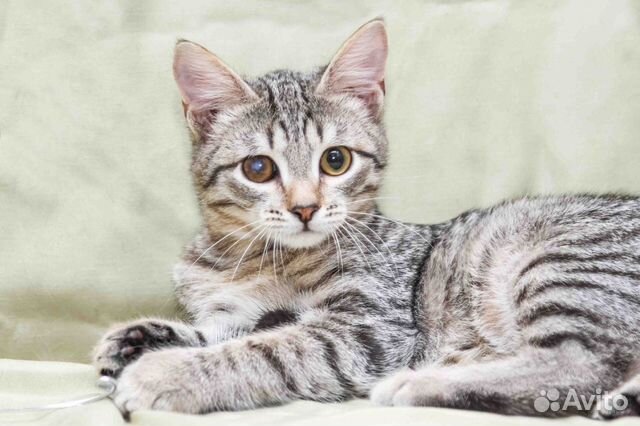 Подарите Марселло счастливую жизнь