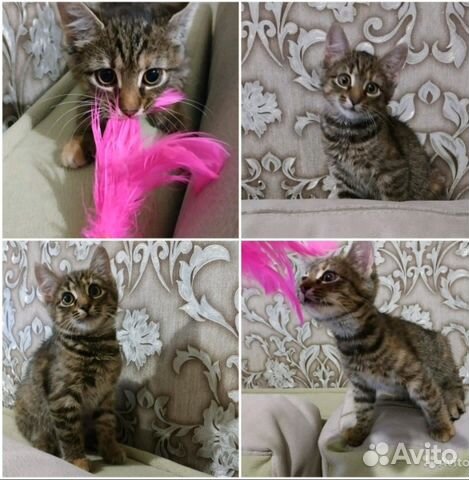 Красивущий котенок ищет дом