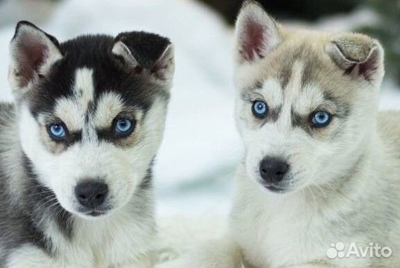 Хаски Голубые Глазки