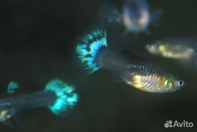Гуппи кобра (самки)