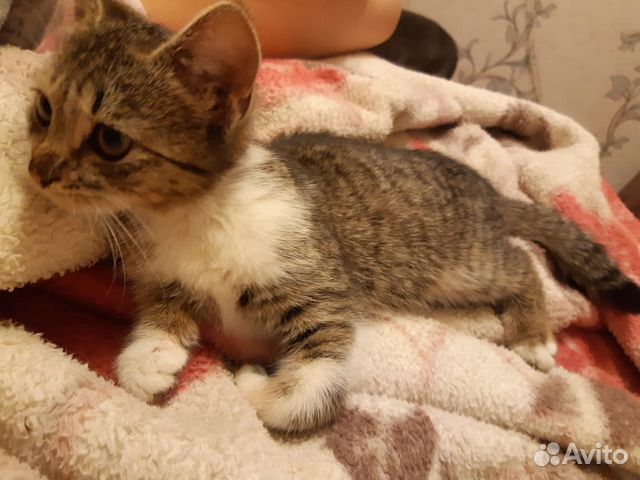 Отдадим в добрые руки, люди отзовитесь