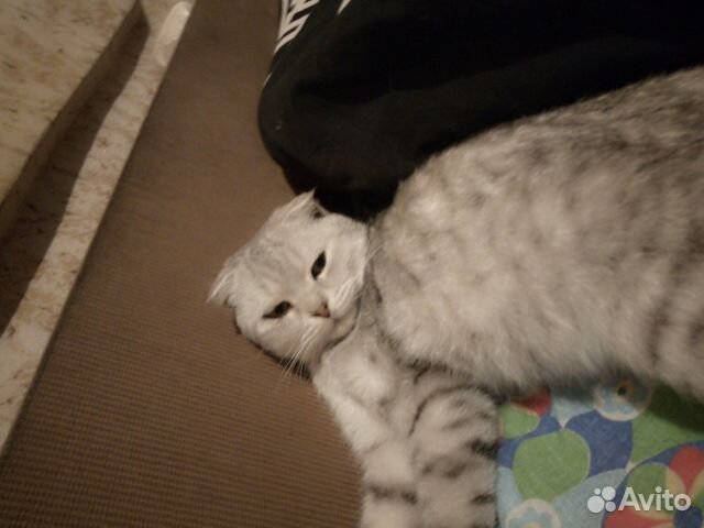 Шотландец вислоухий