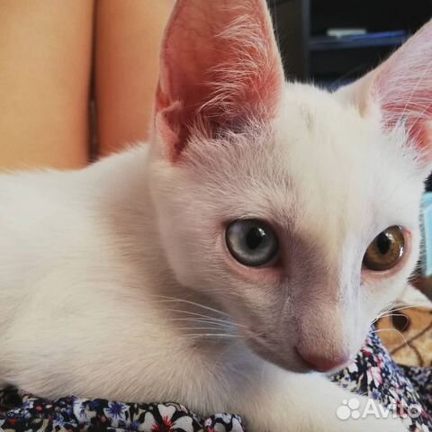 Красивый котик с разными глазами