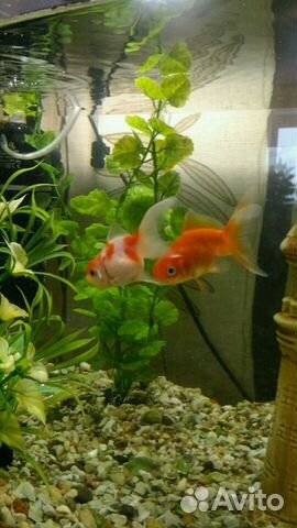 Аквариум, два сомика и две золотые рыбки