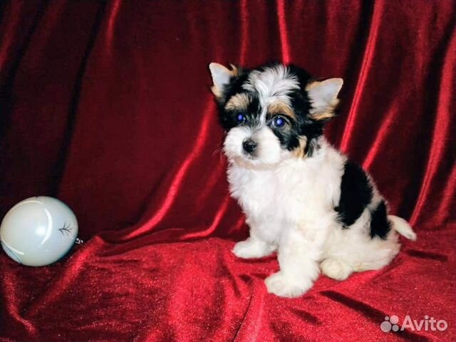 Бивер щенки мальчики и девочки