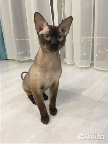 Кот Петерболд вязка