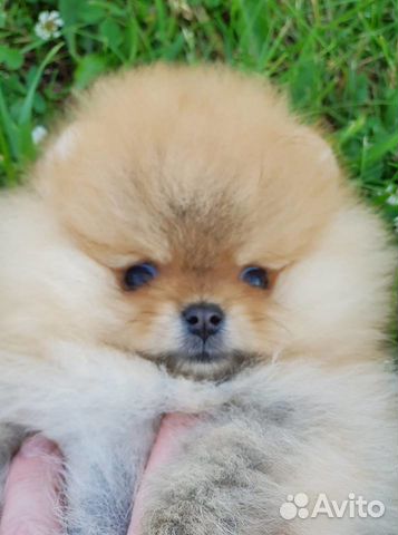 Рыжий мини мишка