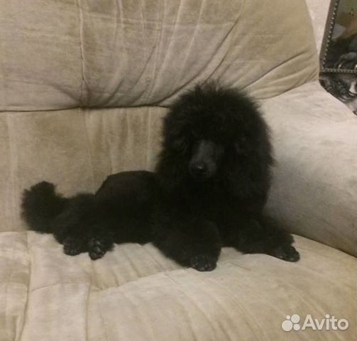 Мальчик миниатюрный пудель