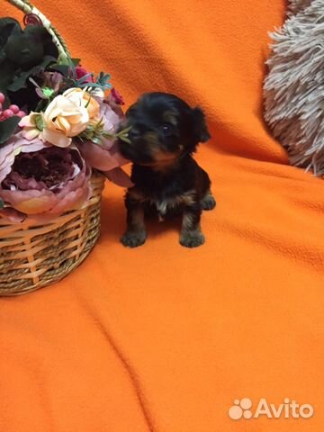 Йоркширский терьер