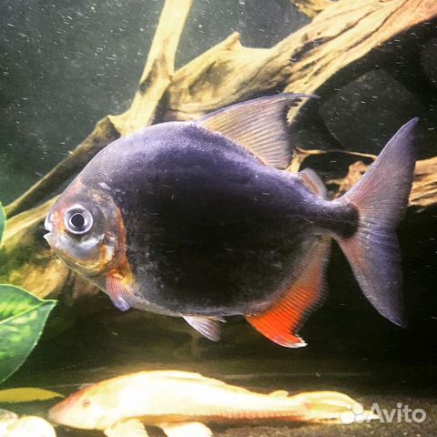 Милеус ламакс3